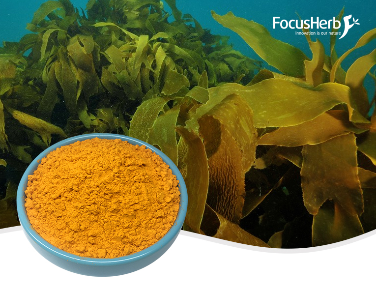 Fucoxantina - FocusHerb