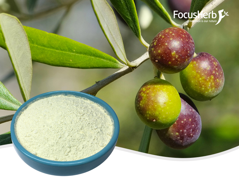 Hydroxytyrosol | Olive Extract - FocusHerb