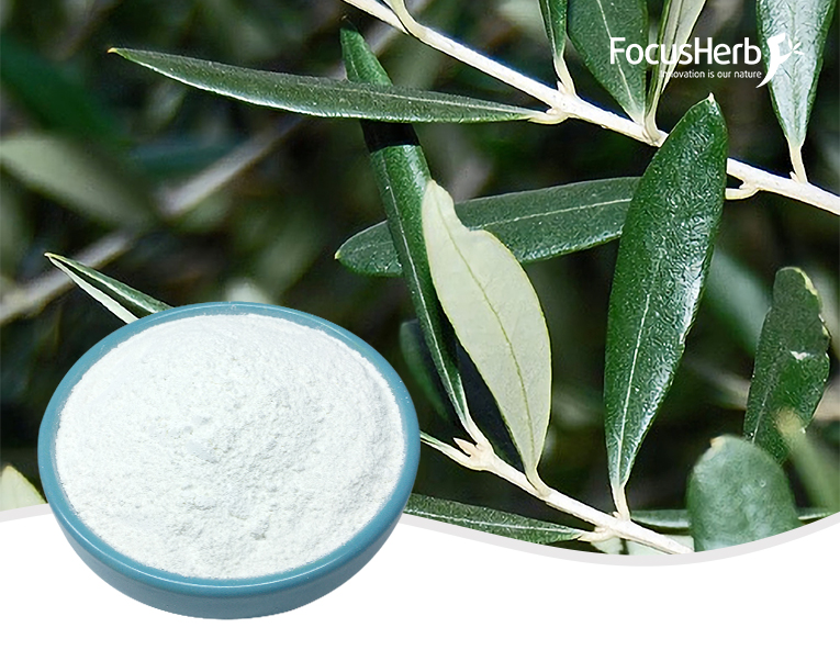 Oleanolic acid | Olive Extract - FocusHerb
