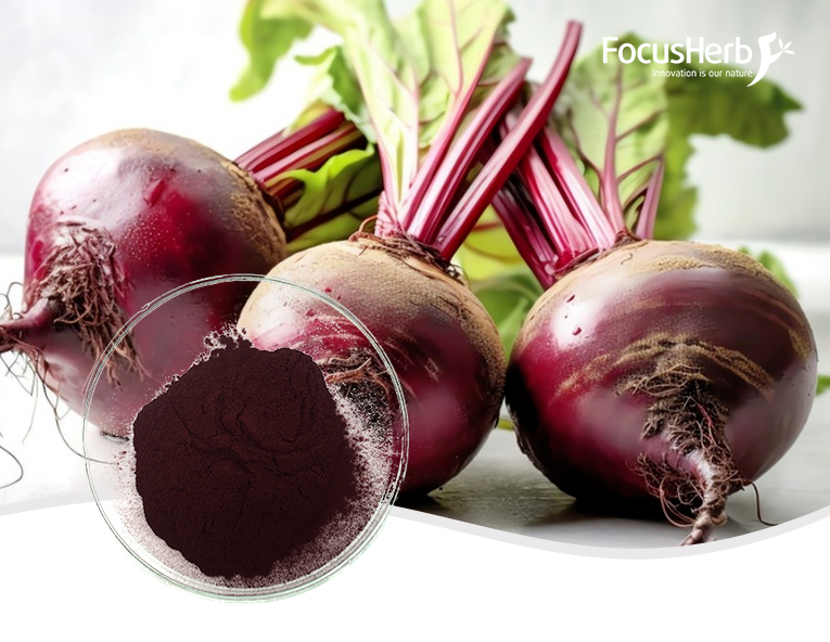 Beetroot Red | Natural Colorants - FocusHerb