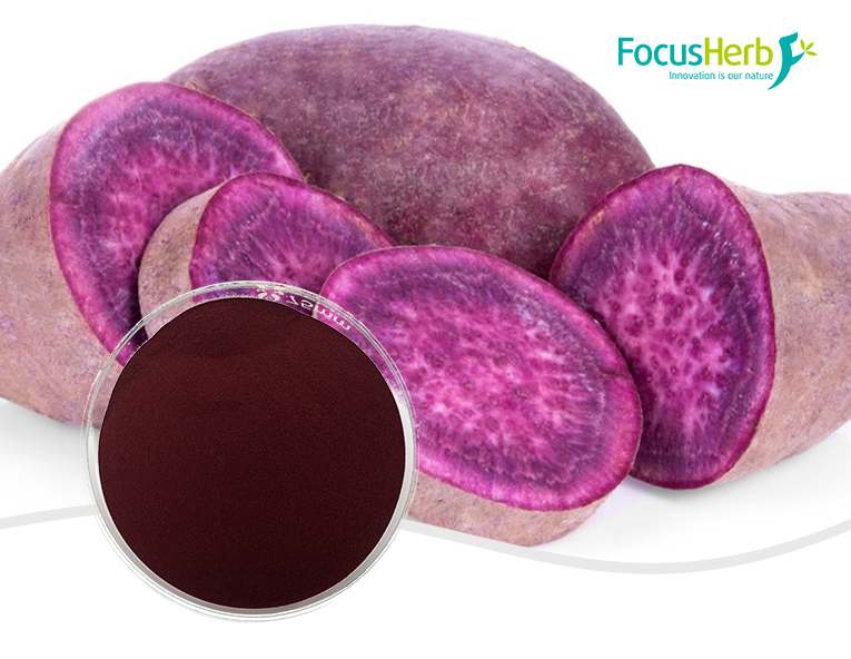 Purple Sweet Potato Color | Natural Colorants - FocusHerb
