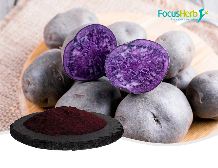 Purple Sweet Potato Color | Natural Colorants - FocusHerb