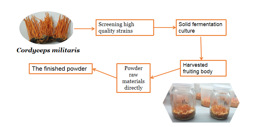 Organic Cordyceps Militaris Powder extract from fruiting body- FocusHerb