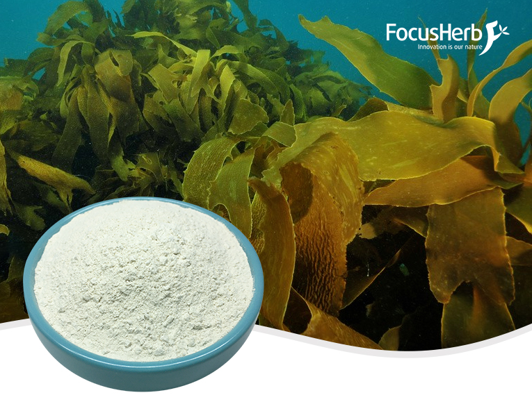 Functions, Benefits and Applications of Fucoidan Powder - FocusHerb