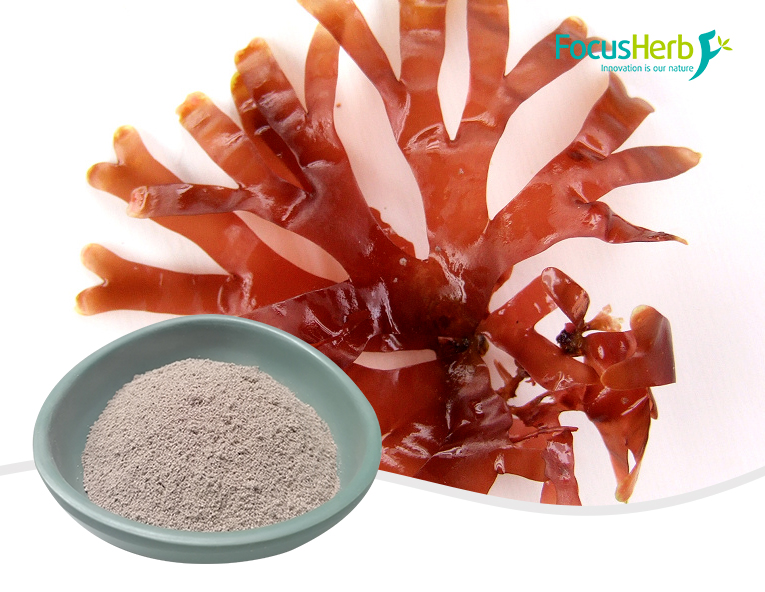 Palmate red skin algae powder is great source of energy- FocusHerb