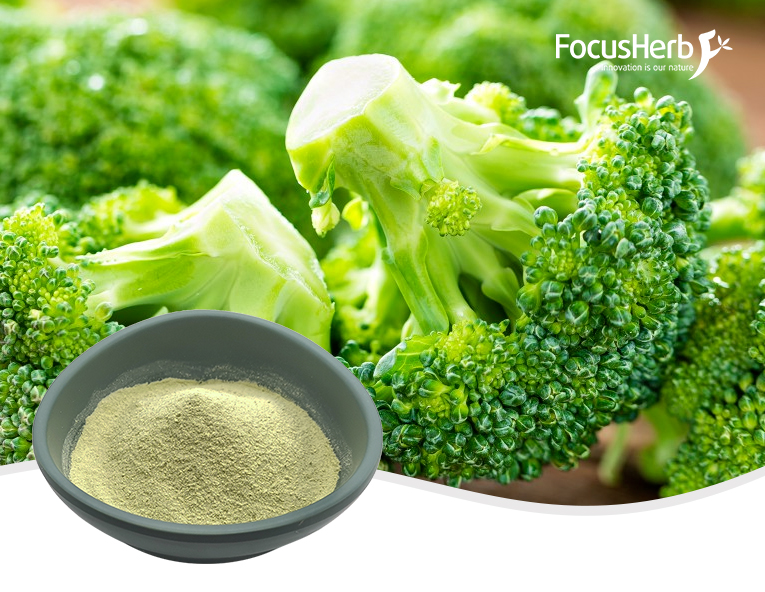Wholesale Price Organic Broccoli Powder - FocusHerb