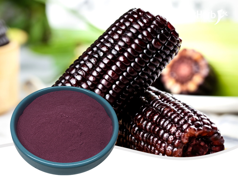 The Potential Health Benefits Of Purple Corn Extract - FocusHerb