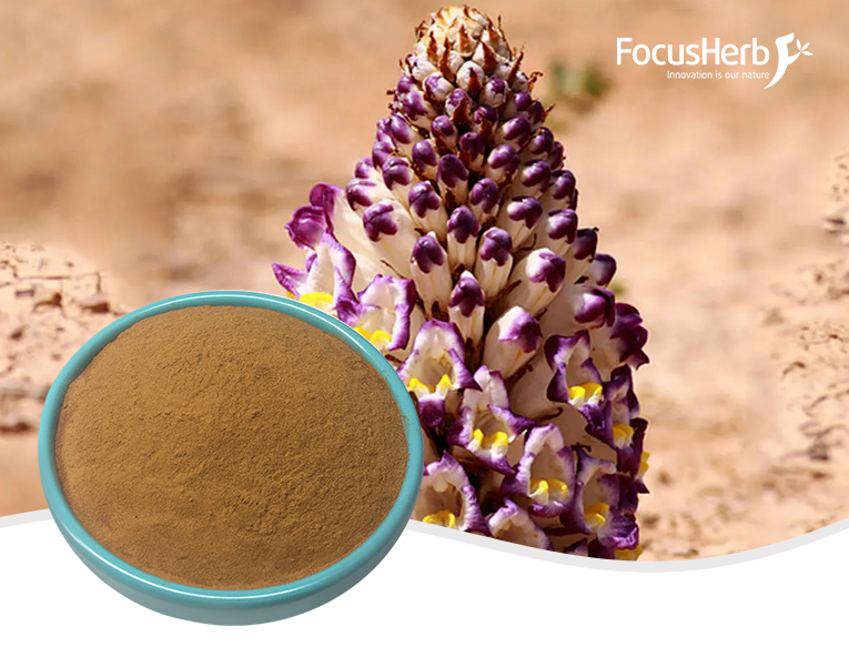 Effects And Applications of Cistanche Tubulosa Extract - FocusHerb