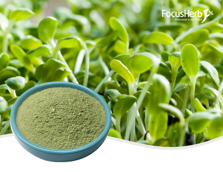 Organic Alfalfa Juice Powder Superfood- FocusHerb