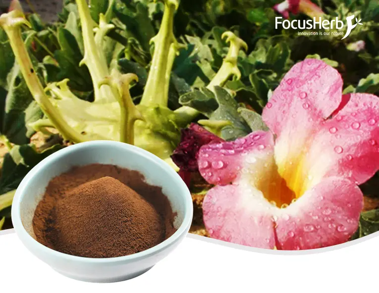 Devil's Claw Extract: Benefits, Uses, Side Effects, and More - FocusHerb