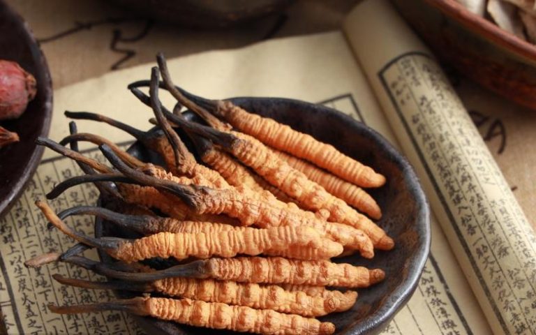 Cordyceps Extract: The Miraculous Medical Mushroom - FocusHerb