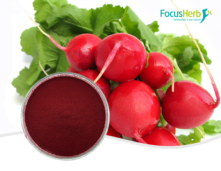 Red Radish Color - FocusHerb