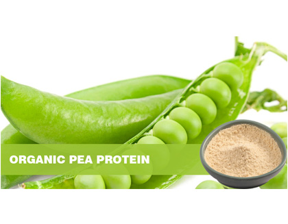 Organic Pea Protein Powder - FocusHerb