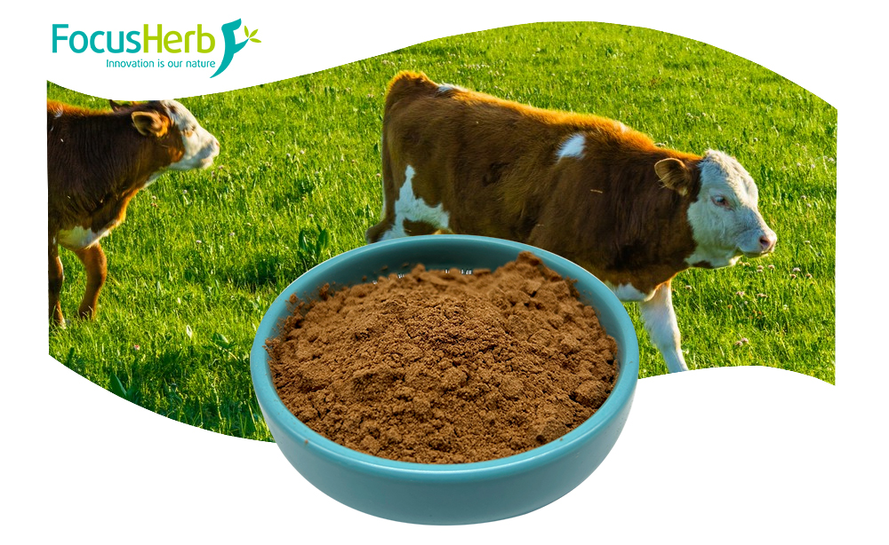 Freeze-Dried vs Spray-Dried Beef Heart Powder: Which Is Better for ...
