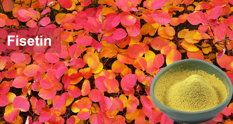 Why Should You Take Fisetin? - FocusHerb