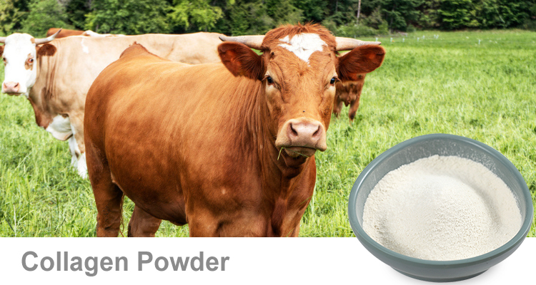 Bovine Collagen - FocusHerb