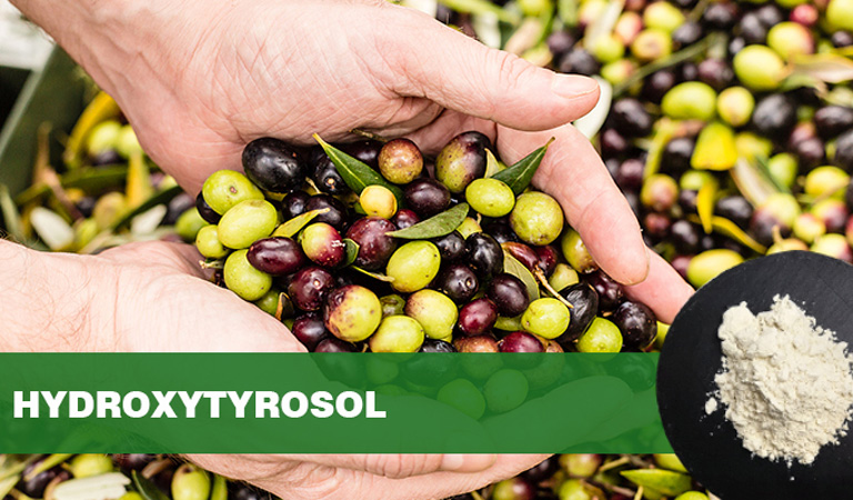 Hydroxytyrosol: A Versatile Powerhouse for Health Protection - FocusHerb