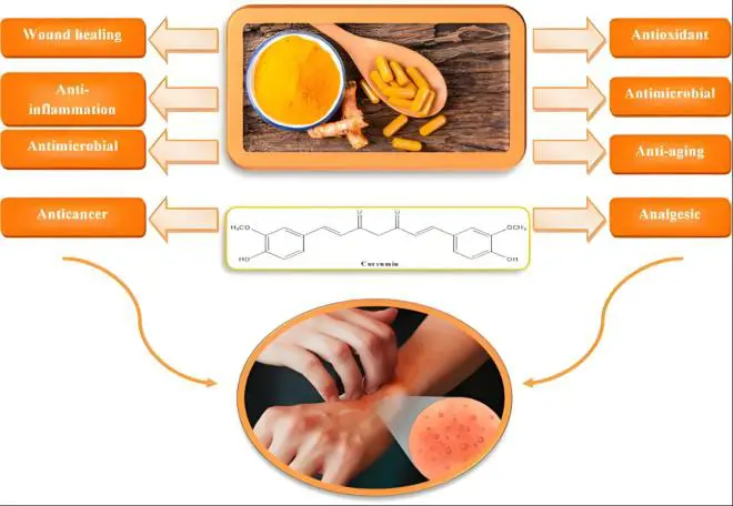 A Magical Molecule in Nature - Curcumin - FocusHerb