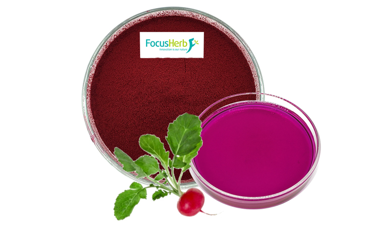 The Beauty of Carrot Red: Exploring the Natural Pigment - FocusHerb