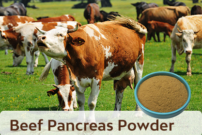 Beef Pancreas Powder: The health code hidden in the powder - FocusHerb