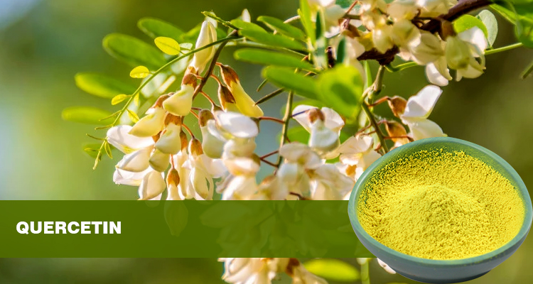 Quercetin Dihydrate：From cell repair to barrier renewal - FocusHerb