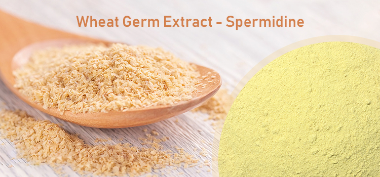 Wheat Germ Extract Spermidine: the ultimate antioxidant for cell health ...