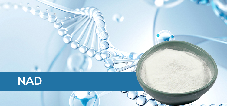 NAD⁺ Bulk Powder | Anti-Aging Ingredient for Supplements - FocusHerb